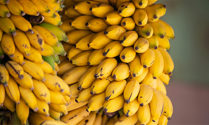 5 Interesting Facts About Bocas del Toro, Panama - Nayara Resorts ...